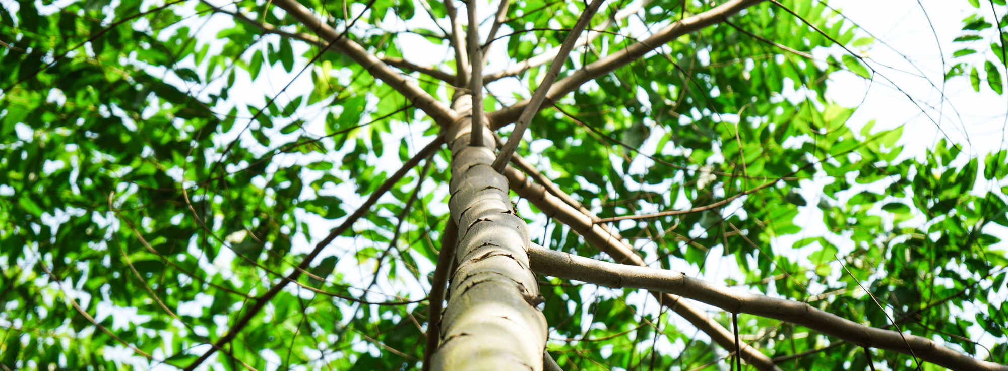 Vi Agroforestry phases out of Rwanda - Vi Agroforestry