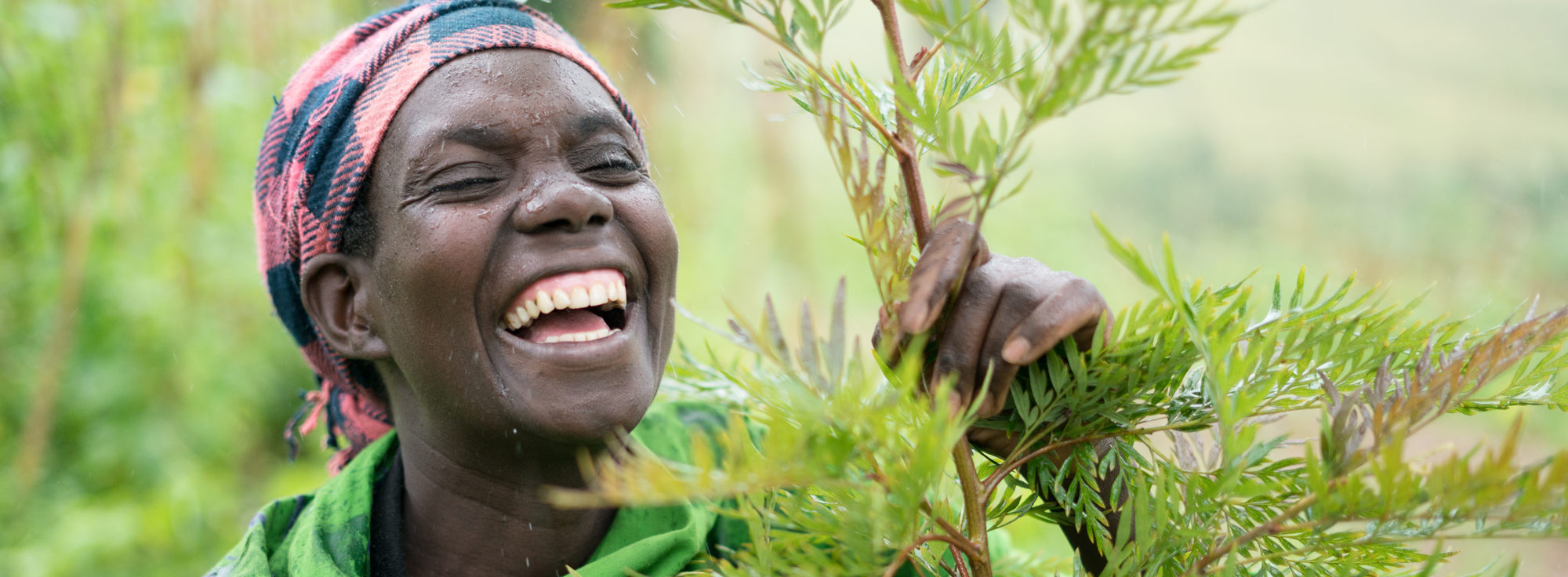 Vi Agroforestry - Vi Agroforestry