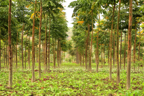 Invest in the vital biodiversity – plant trees - Vi Agroforestry