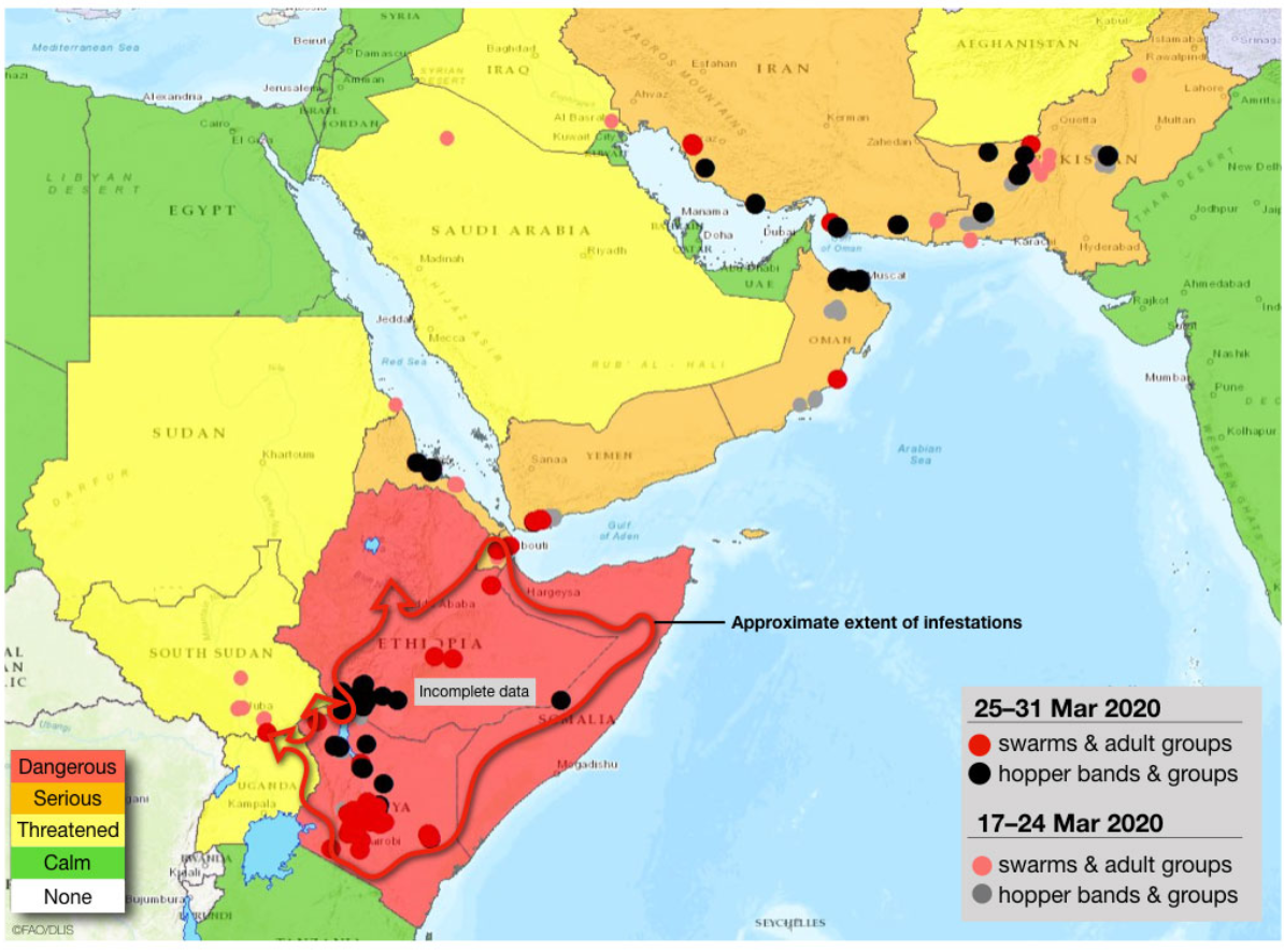 Desert locust swarms invade East Africa - Vi Agroforestry