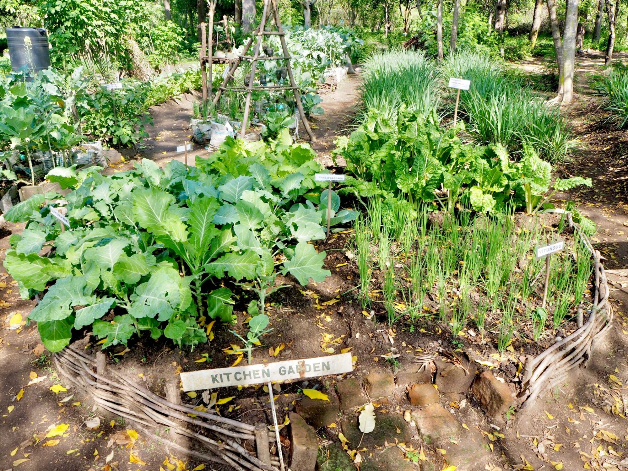 Vi Agroforestry Tanzania set to host their 6th Annual Agroforestry ...