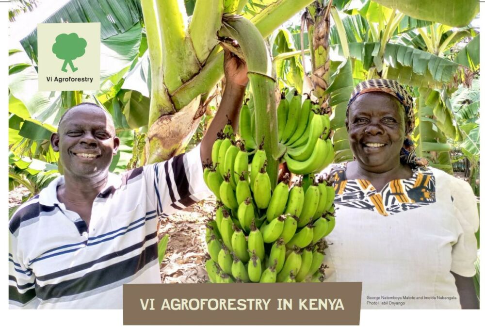 Kenya - Vi Agroforestry