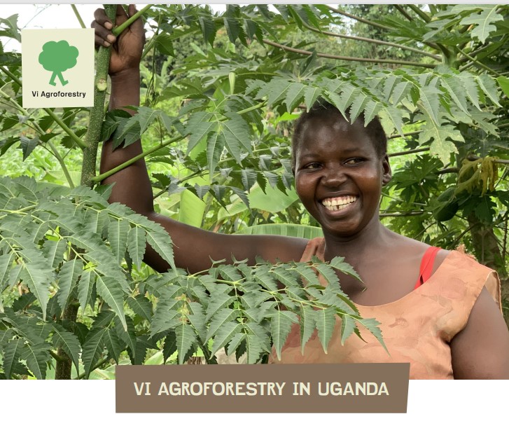 Uganda - Vi Agroforestry