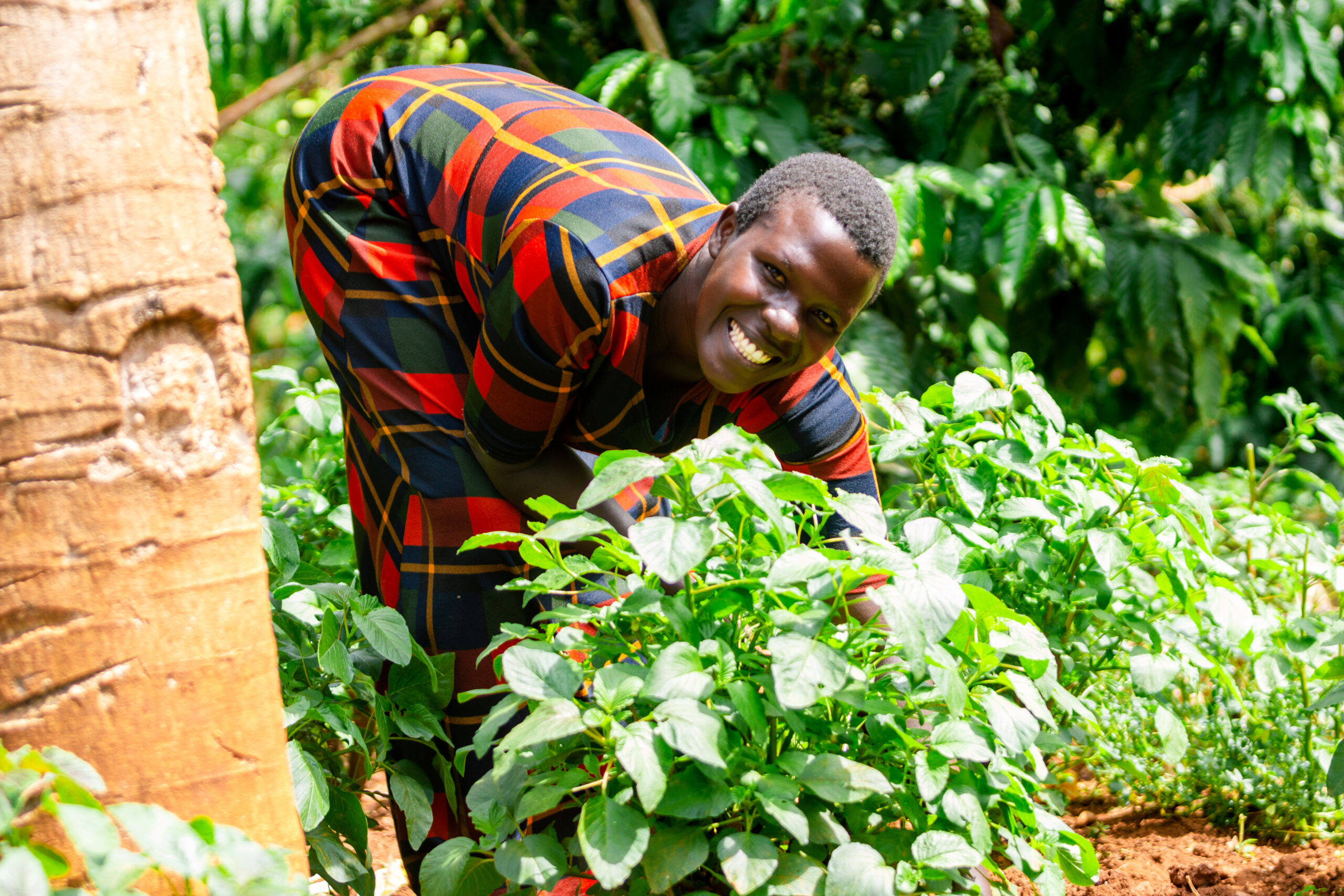Uganda - Vi Agroforestry