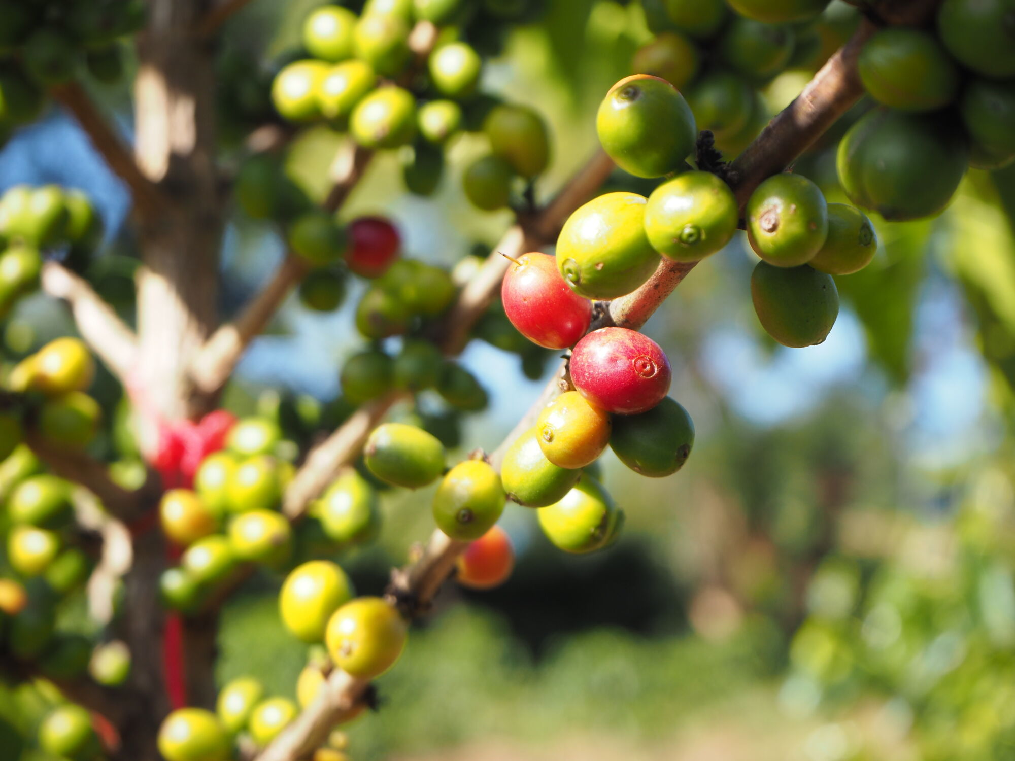 CODE-P in pictures – EU funded project enters its third year - Vi ...