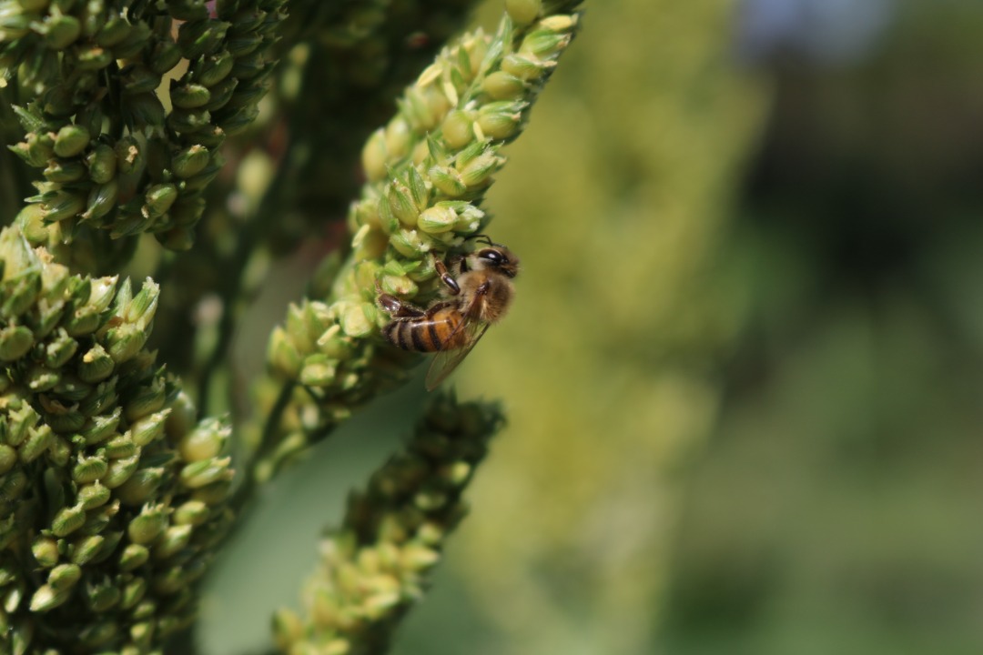 Vi Agroforestry Partners United for a Greener Future on World ...