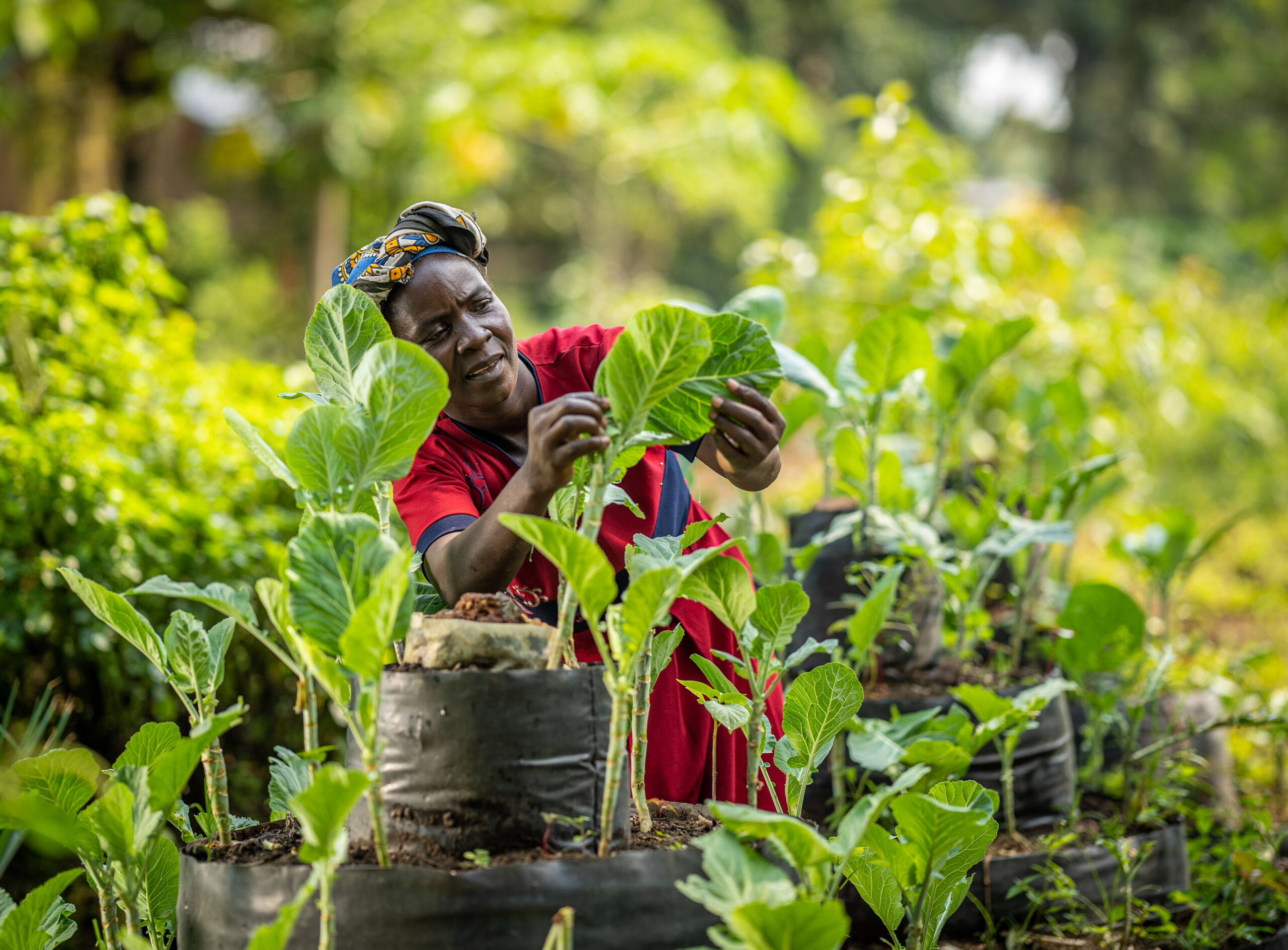 Environment, biodiversity and climate change - Vi Agroforestry
