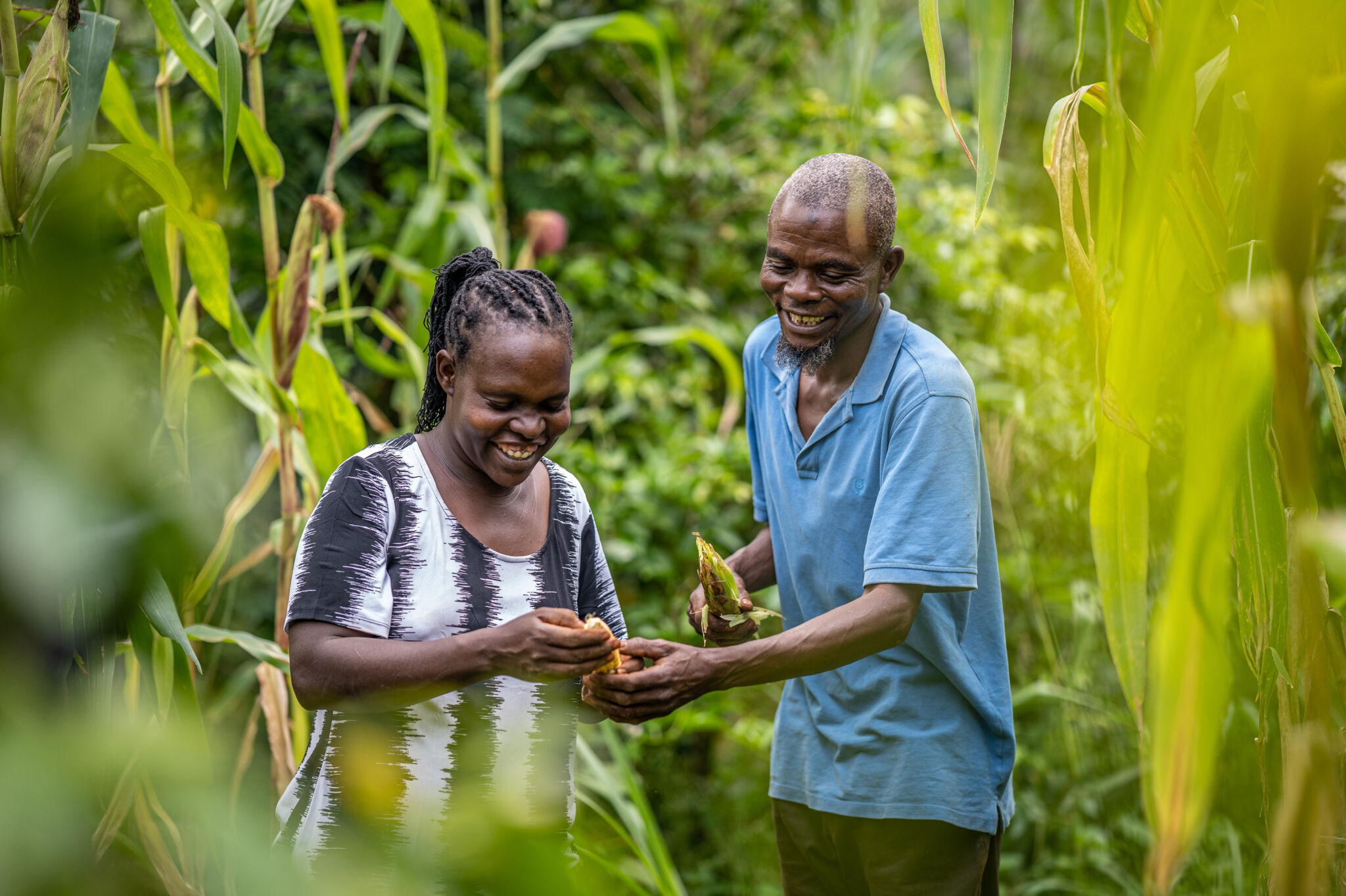 Our projects - Vi Agroforestry
