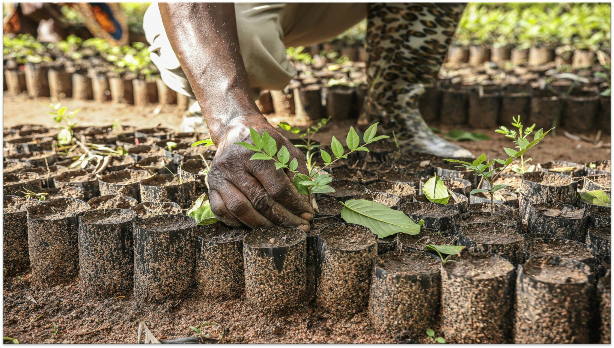 Work with us - Vi Agroforestry Work with us